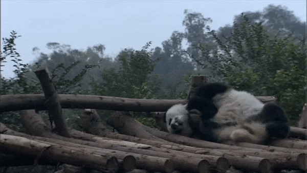 Download Animal Panda Gif
