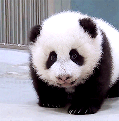 Download Animal Panda Gif - Gif Abyss
