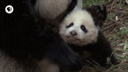Download Animal Panda Gif