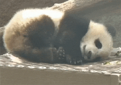 Download Animal Panda Gif