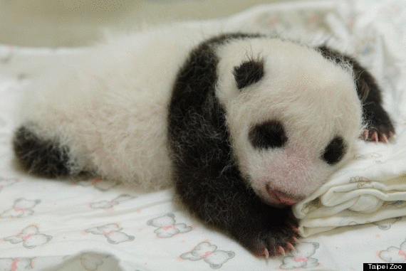 Download Animal Panda Gif