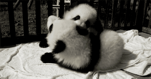 Download Animal Panda Gif - Gif Abyss