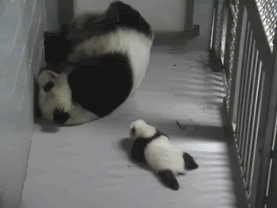 Download Animal Panda Gif