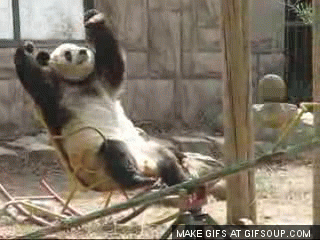 Download Animal Panda Gif - Gif Abyss
