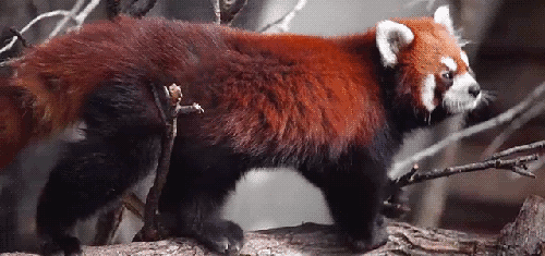 Download Animal Red Panda Gif