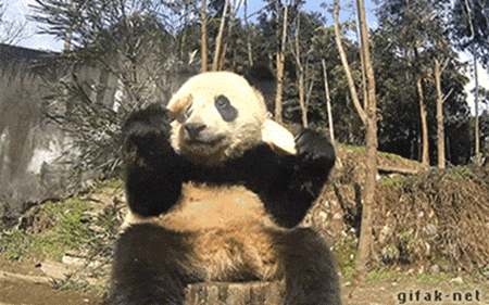 Panda Gif - Gif Abyss