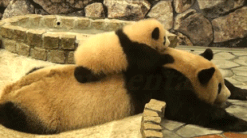 Download Animal Panda Gif