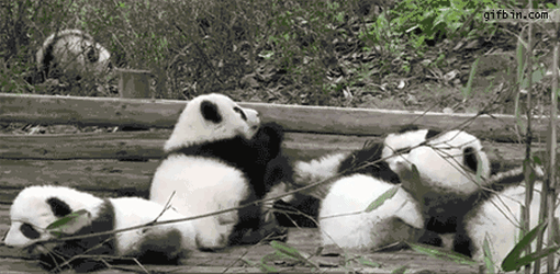 Download Animal Panda Gif - Gif Abyss
