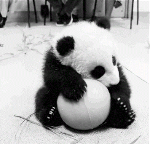 Download Animal Panda Gif