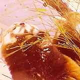 Red Panda Gif - Gif Abyss