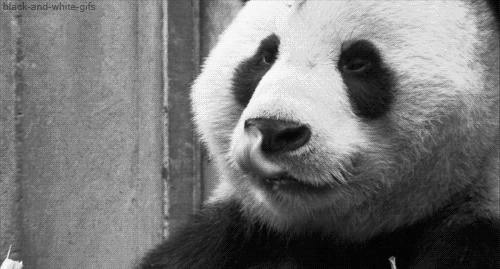 Download Animal Panda Gif