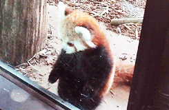 Download Animal Red Panda Gif