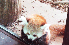 Red Panda Gif - Gif Abyss