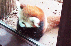 Download Animal Red Panda Gif