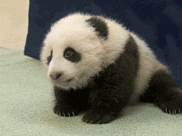 Download Animal Panda Gif