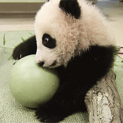 Panda Gif - Gif Abyss