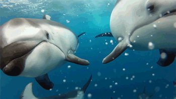 Dolphin Gifs: Free Download [10+]