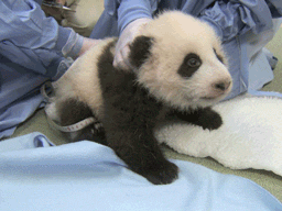 Download Animal Panda Gif