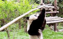 Download Animal Panda Gif