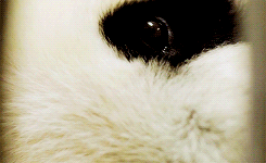 Download Animal Panda Gif