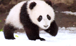 Download Animal Panda Gif