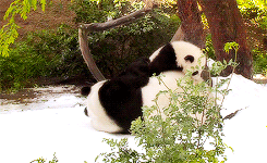 Panda Gif - Gif Abyss
