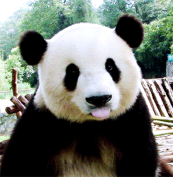 Download Animal Panda Gif - Gif Abyss