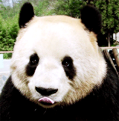 Download Animal Panda Gif