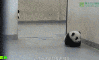 Panda Gif - Gif Abyss