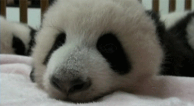 Download Animal Panda Gif