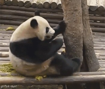 Download Animal Panda Gif