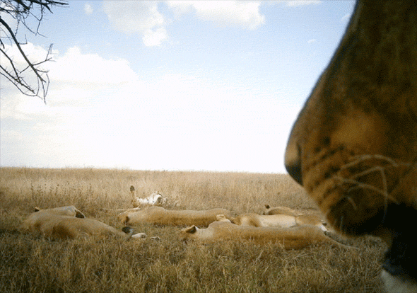 Lion Gif - Gif Abyss