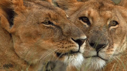 Download Animal Lion Gif