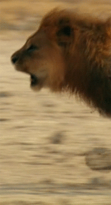 Download Animal Lion Gif