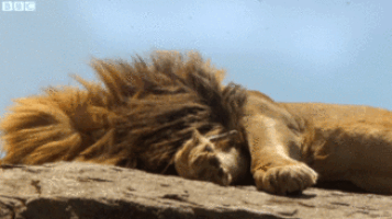 Download Animal Lion Gif