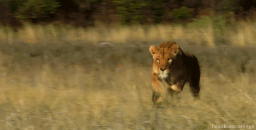 Download Animal Lion Gif - Gif Abyss