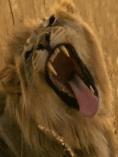 Download Animal Lion Gif