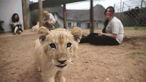 Download Animal Lion Gif - Gif Abyss