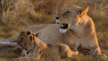Download Animal Lion Gif