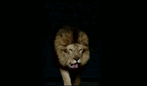 Download Animal Lion Gif - Gif Abyss