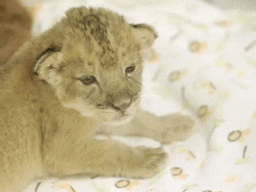 Download Animal Lion Gif - Gif Abyss