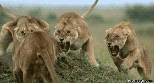 Download Animal Lion Gif