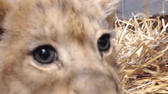 Download Animal Lion Gif