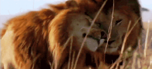 Download Animal Lion Gif