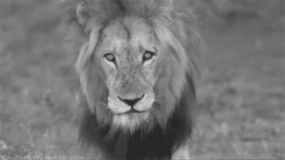 Download Animal Lion Gif