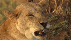 Download Animal Lion Gif