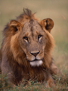 Lion Gif - Gif Abyss