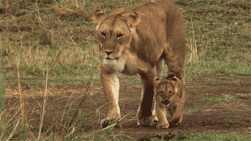 Download Animal Lion Gif