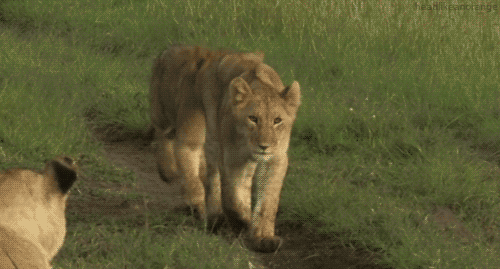 Lion Gif - Gif Abyss