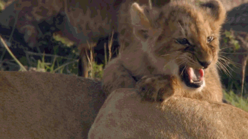 Lion Gif - Gif Abyss
